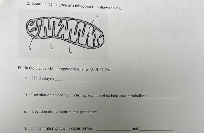 Solved 12. Examine the diagram of a mitochondrion shown | Chegg.com