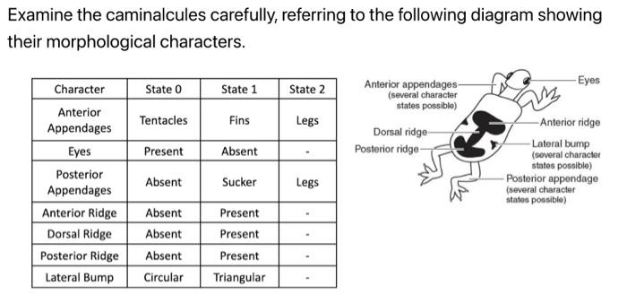 Examine the caminalcules carefully, referring to the | Chegg.com