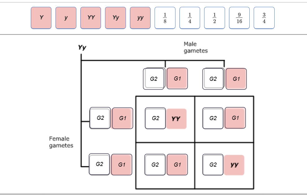 Solved biology genetics | Chegg.com
