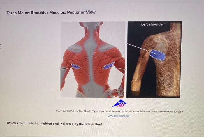 Teres Major: Shoulder Muscles: Posterior View Left | Chegg.com