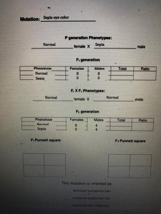Solved No eyes Mutation: P generation Phenotypes: female X | Chegg.com