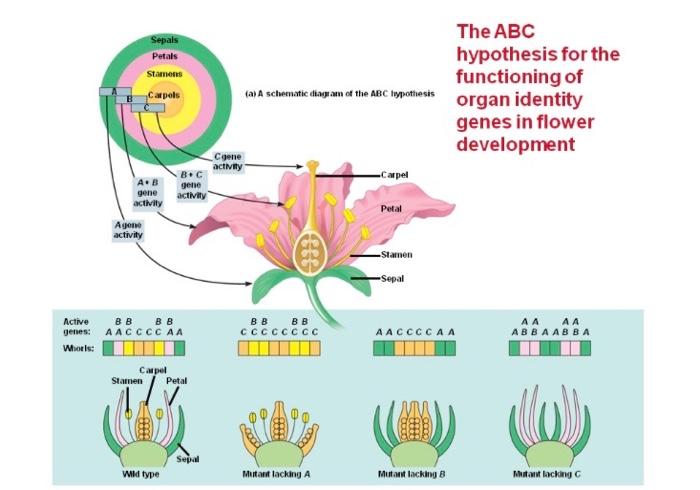 Solved Sepals Petals Stamos Carpols The ABC hypothesis for | Chegg.com