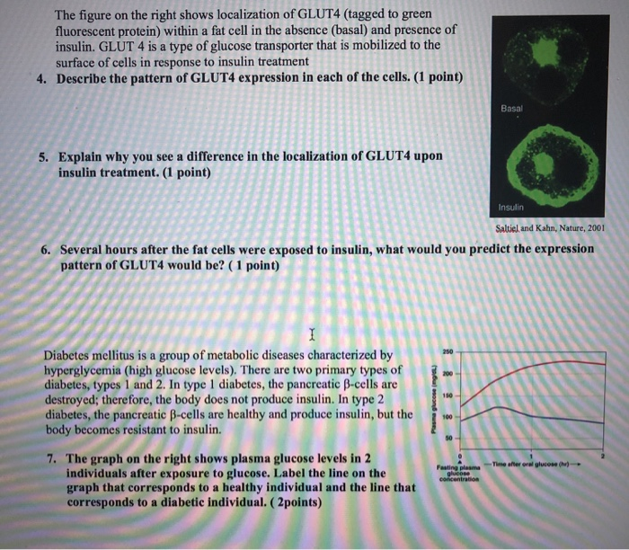 Solved The figure on the right shows localization of GLUT4 | Chegg.com