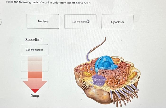 Solved O Place the following parts of a cell in order from | Chegg.com