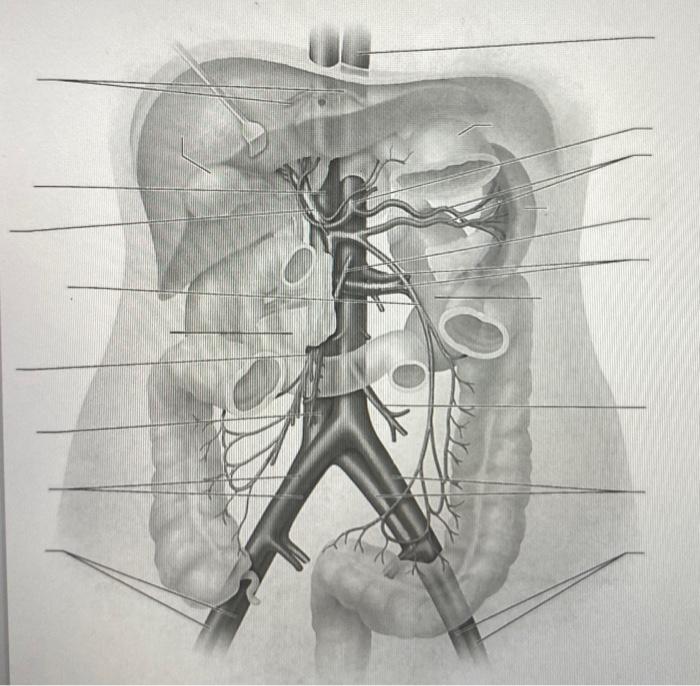 Solved label the blood vessels of the upper and lower limbs | Chegg.com