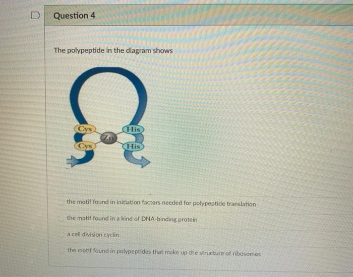 Solved Question 4 The polypeptide in the diagram shows C Cys | Chegg.com