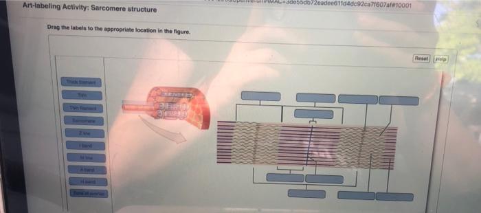 Solved An-labeling Activity: Sarcomere structure | Chegg.com