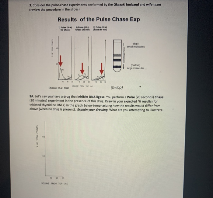 3. Consider the pulse-chase experiments performed by | Chegg.com