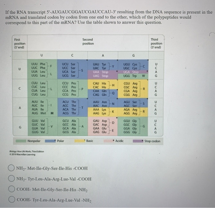 Solved If the RNA transcript 5'-AUGAUCGGAUCGAUCCAU-3' | Chegg.com