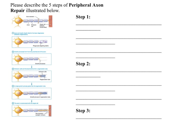 Solved Please describe the 5 steps of Peripheral Axon Repair | Chegg.com