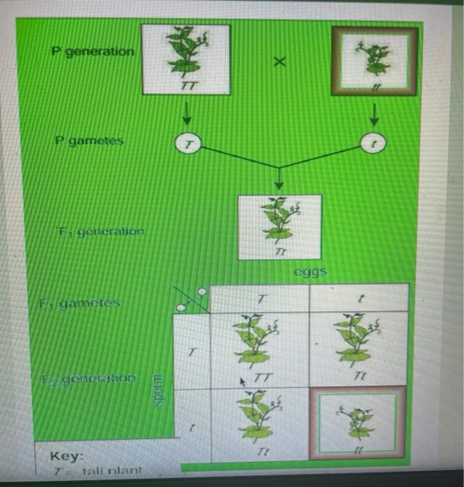 Solved P generation | Х х TT P gametes Fi generation 71 eggs | Chegg.com