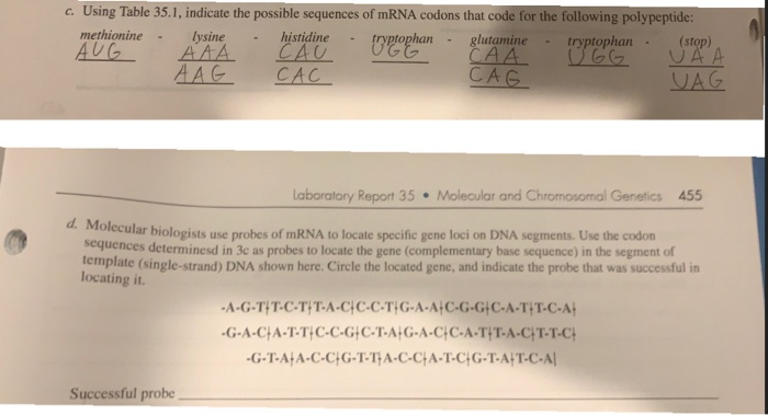 Solved Molecular biologists use probes of mRNA to locate | Chegg.com