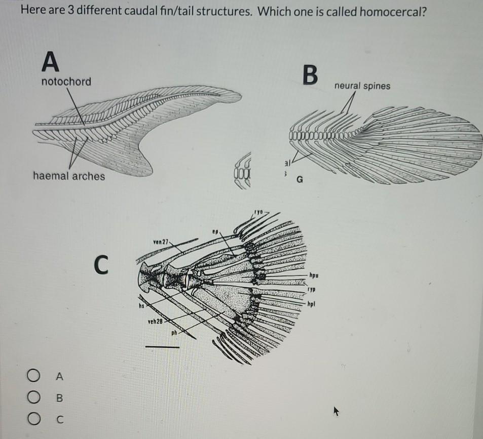 Solved Here are 3 different caudal fin/tail structures. | Chegg.com