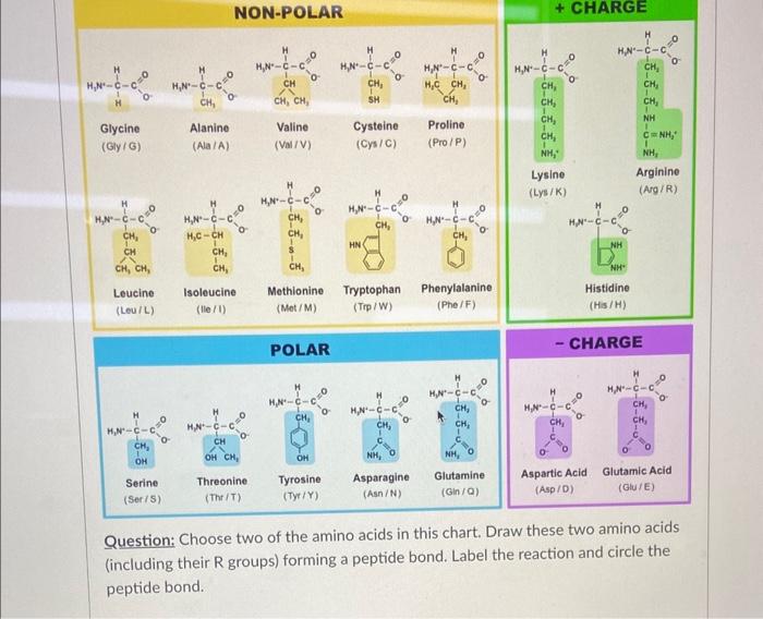 Solved (including their R groups) forming a peptide bond. | Chegg.com