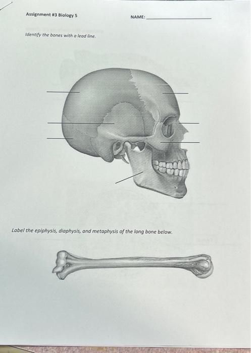 Solved Assignment 43 8iology 5 NAME: Identify the bones with | Chegg.com