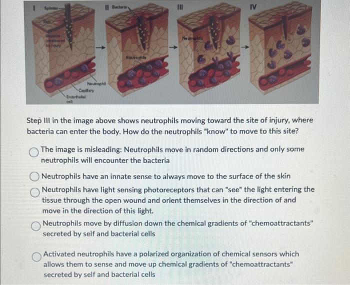 Solved Step III in the image above shows neutrophils moving | Chegg.com