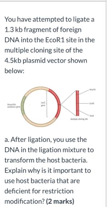 Solved You have attempted to ligate a 1.3 kb fragment of | Chegg.com