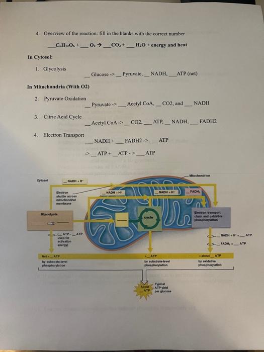 Solved Chapter 7 Worksheet 1. How are photosynthesis and | Chegg.com