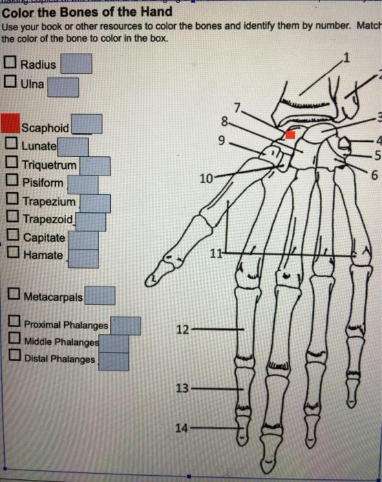 Solved Color the Bones of the Hand Use your book or other | Chegg.com