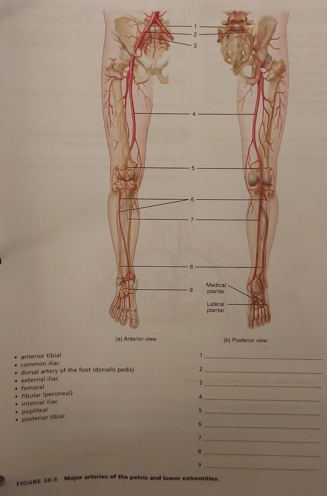 Solved (a) Anterior view - anterior tibial - common iliac - | Chegg.com
