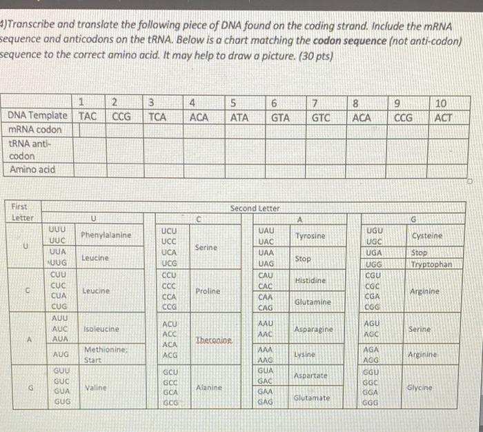 Solved 2)Transcribe and translate the following piece of DNA | Chegg.com