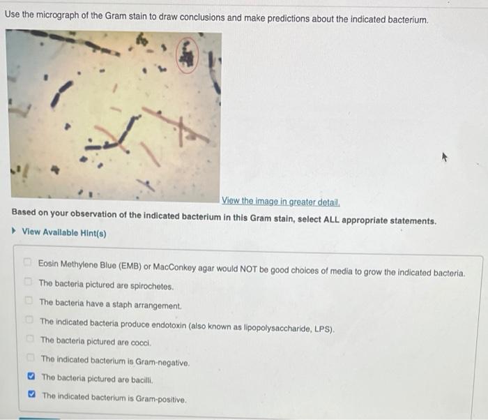 Solved Use the micrograph of the Gram stain to draw | Chegg.com
