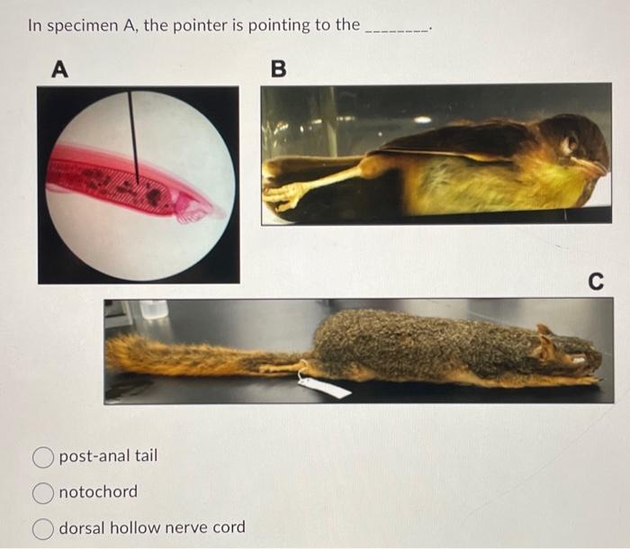 In specimen A, the pointer is pointing to the | Chegg.com