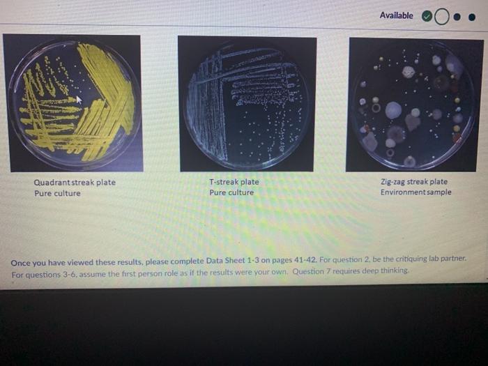 Solved Available Quadrant streak plate Pure culture T-streak | Chegg.com