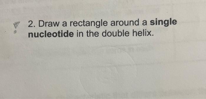 Solved 2. Draw a rectangle around a single nucleotide in the | Chegg.com