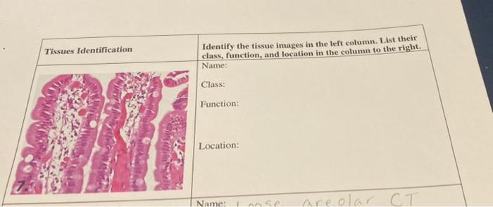 Solved Tissues Identification Identify the tissue images in | Chegg.com