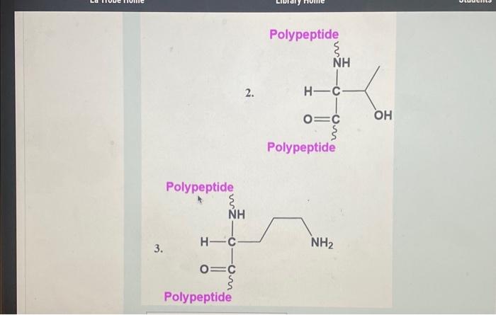 Solved In aqueous solution, globular proteins/polypeptides | Chegg.com
