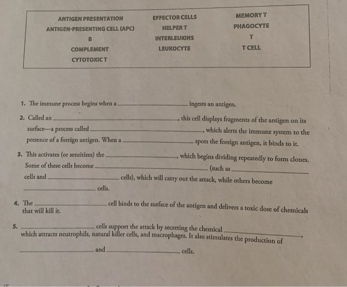 Solved ANTIGEN PRESENTATION ANTIGEN-PRESENTING CELL (APC) | Chegg.com