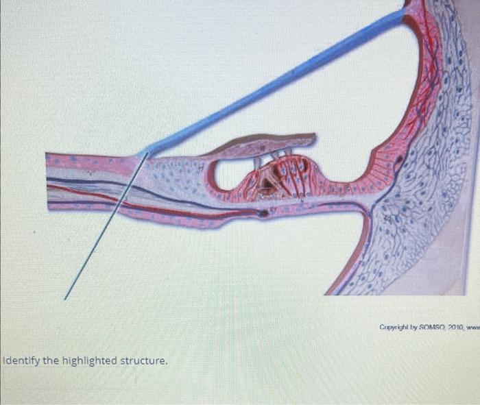 Solved Identify the highlighted structure. Copyright by | Chegg.com