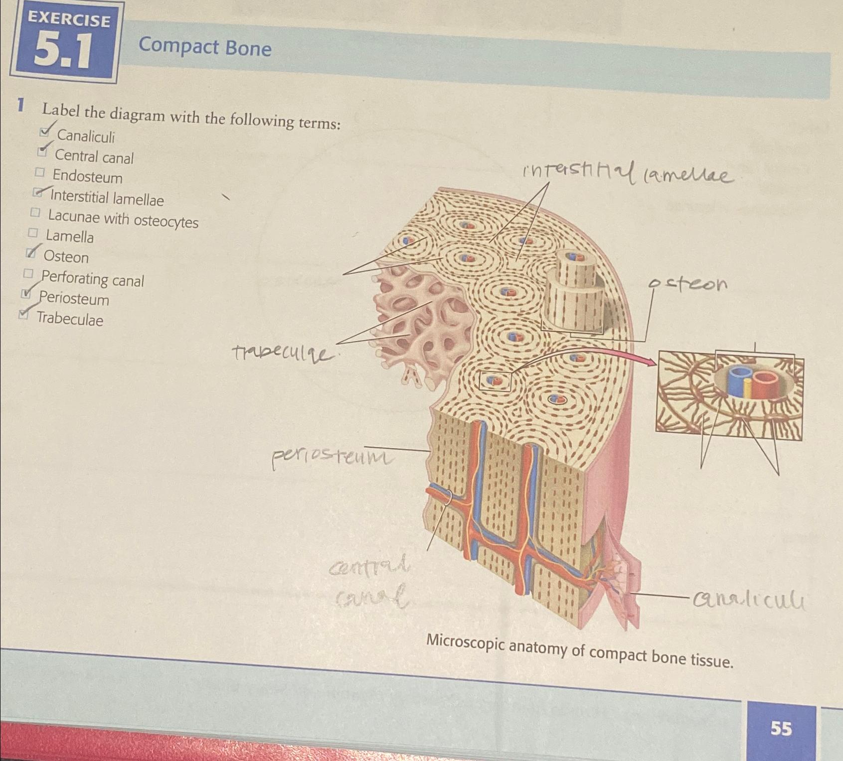 Solved EXERCISE5.1Compact Bone1 ﻿Label the diagram with the | Chegg.com