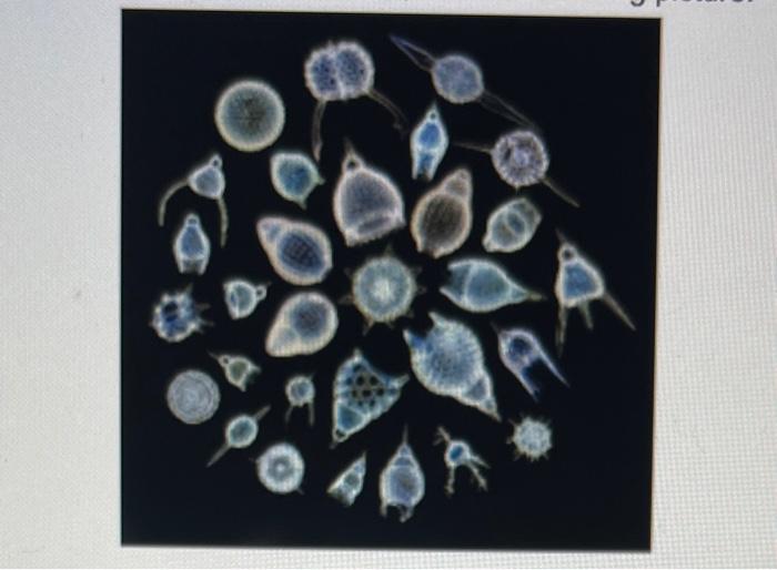 Solved 1) Identify the name of this organism 2) Where is | Chegg.com