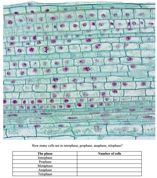 Solved How many cells are in interphase, prophase, anaphase, | Chegg.com