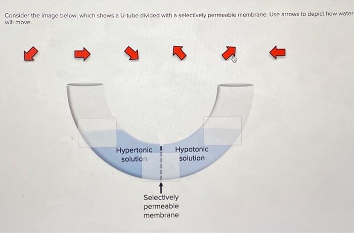 Consider the image below, which shows a U-tube | Chegg.com