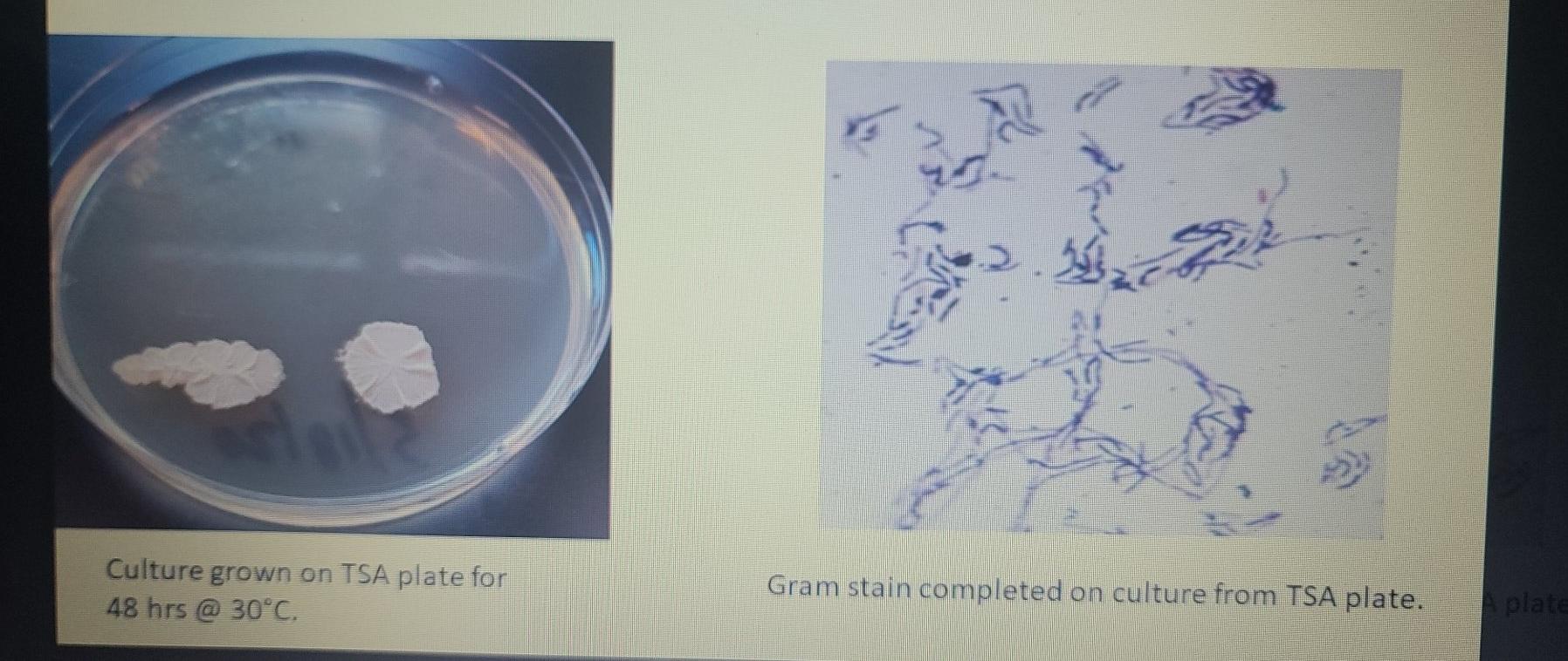 Solved Culture grown on TSA plate for 48 hrs @ 30°C. Gram | Chegg.com