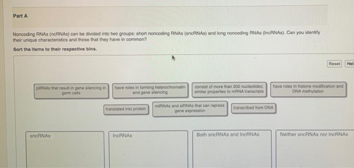 Solved Part A Noncoding RNAs (ncRNAs) can be divided into | Chegg.com