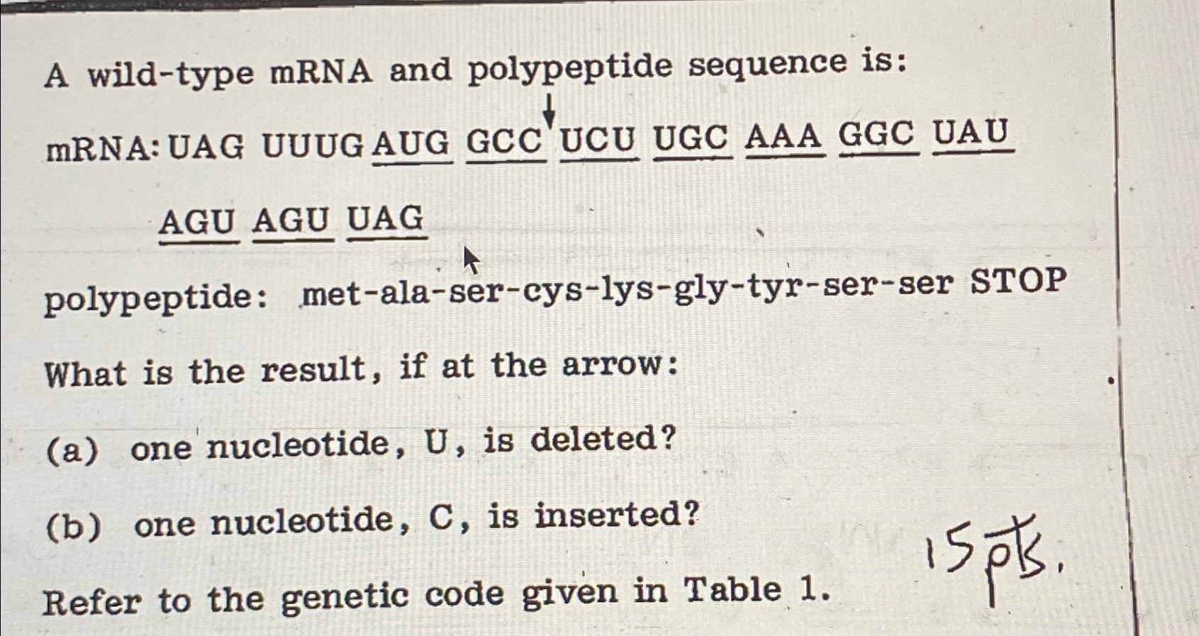 Solved A wild-type mRNA and polypeptide sequence is: mRNA: | Chegg.com