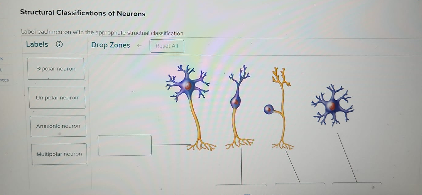 Solved Structural Classifications of NeuronsLabel each | Chegg.com