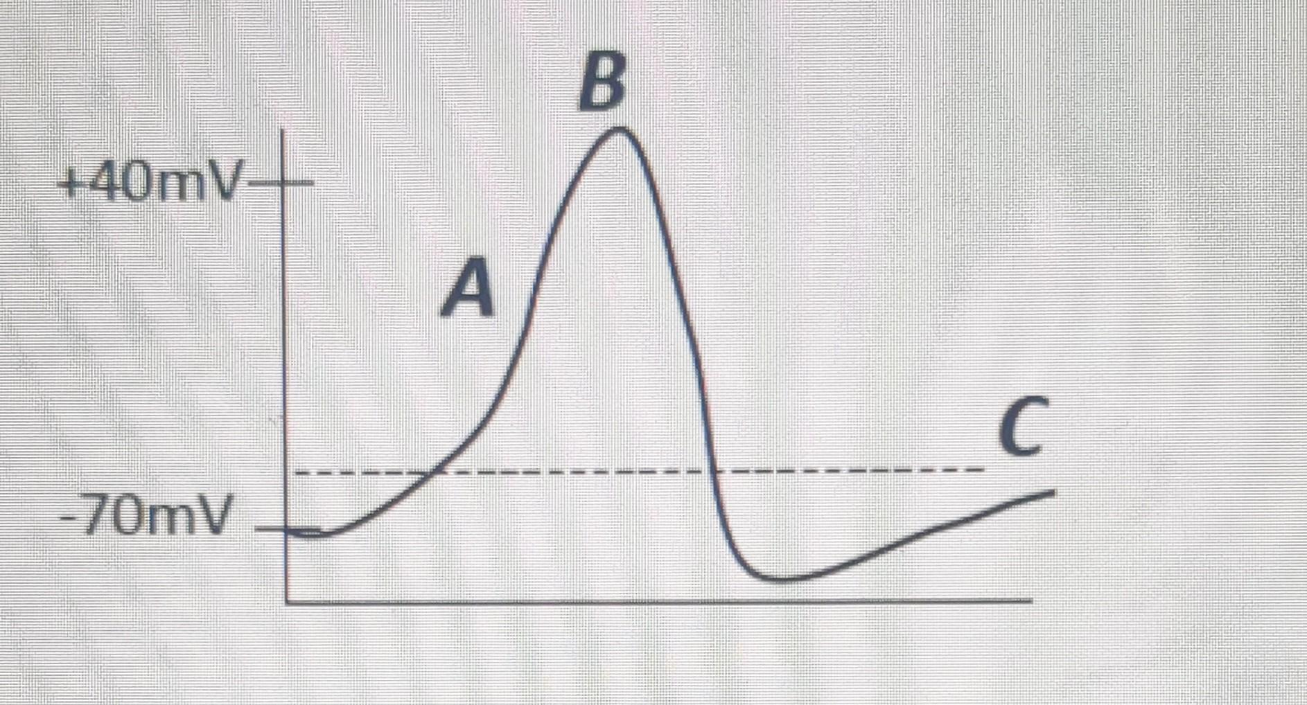 Solved In the graph of an action potential below, what is | Chegg.com