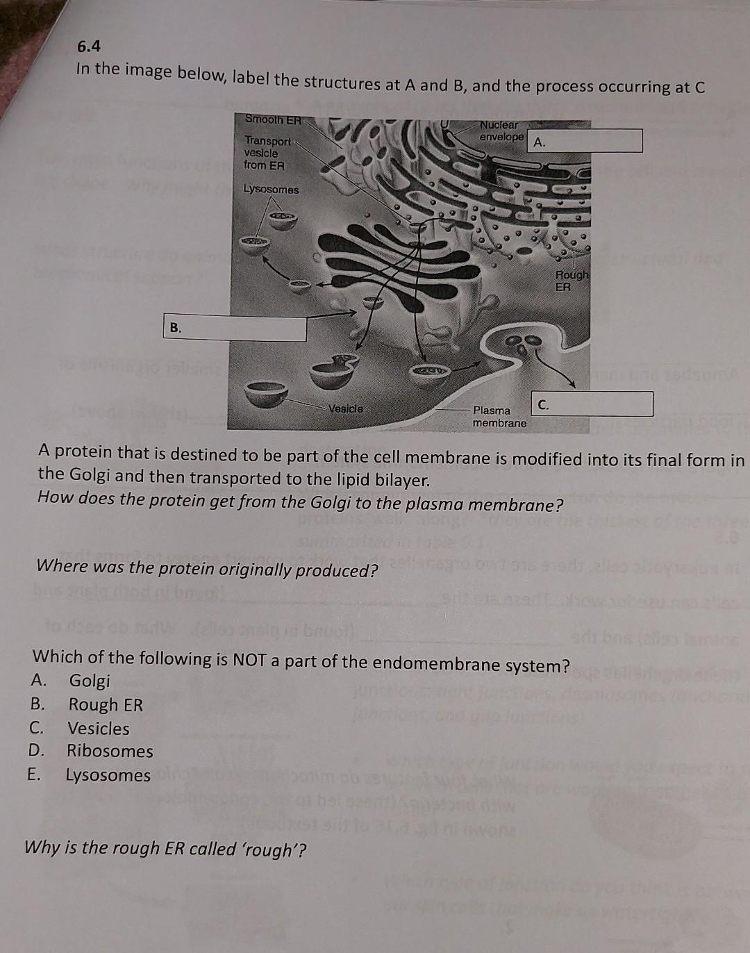 Solved Proteins share three superimposed levels of structure | Chegg.com