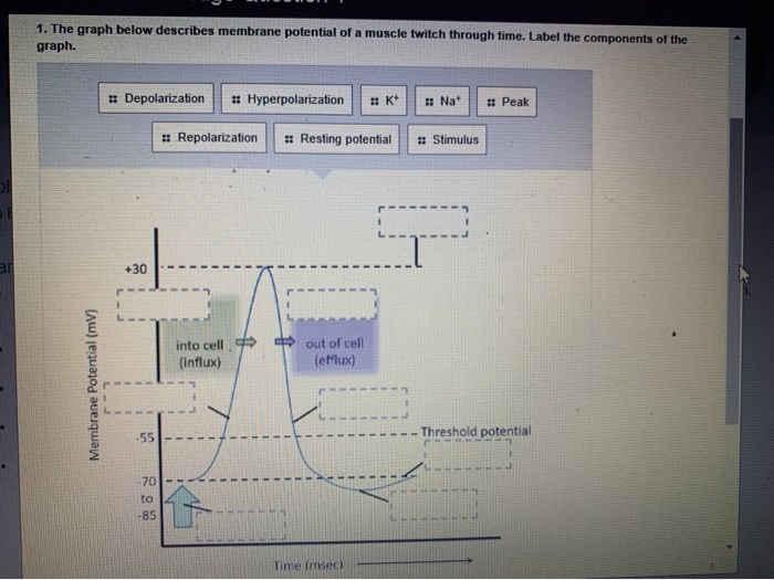Solved 1. The graph below describes membrane potential of a | Chegg.com