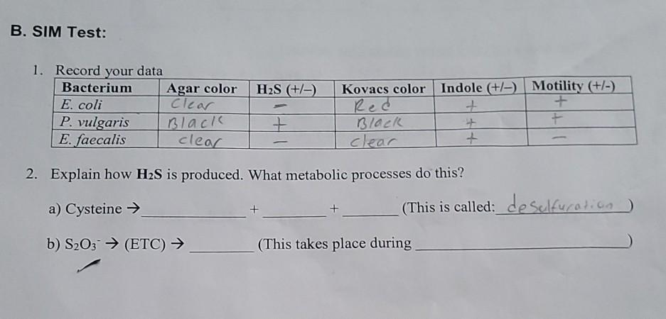 Solved B. SIM Test: H2S (+/-) 1. Record your data Bacterium | Chegg.com
