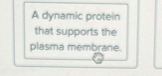 Solved A dynamic protein that supports the plasma membrane. | Chegg.com