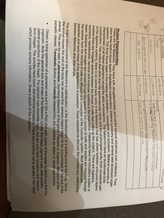 Solved Phylum Porifera Cnidaria Platyhelminthes Place | Chegg.com