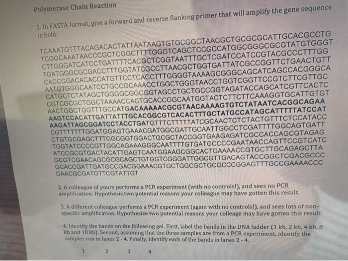 Solved Polymerase Chain Reaction 1. In FASTA format, give a | Chegg.com