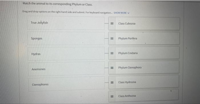 Solved Match the animal to its corresponding Phylum or | Chegg.com