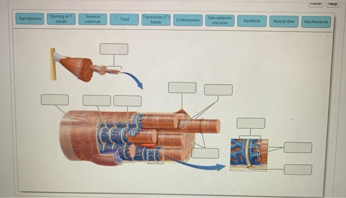 Solved Reser reip Sarcolemma Opening of T tubule Terminal | Chegg.com
